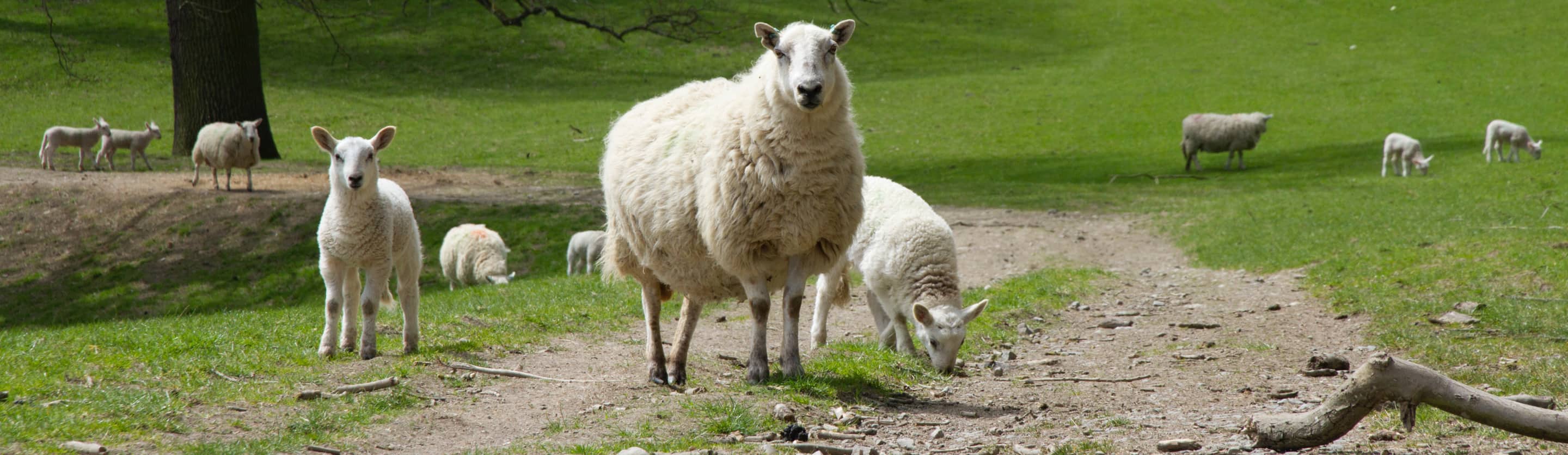 Sheep - HJ Lea Oakes