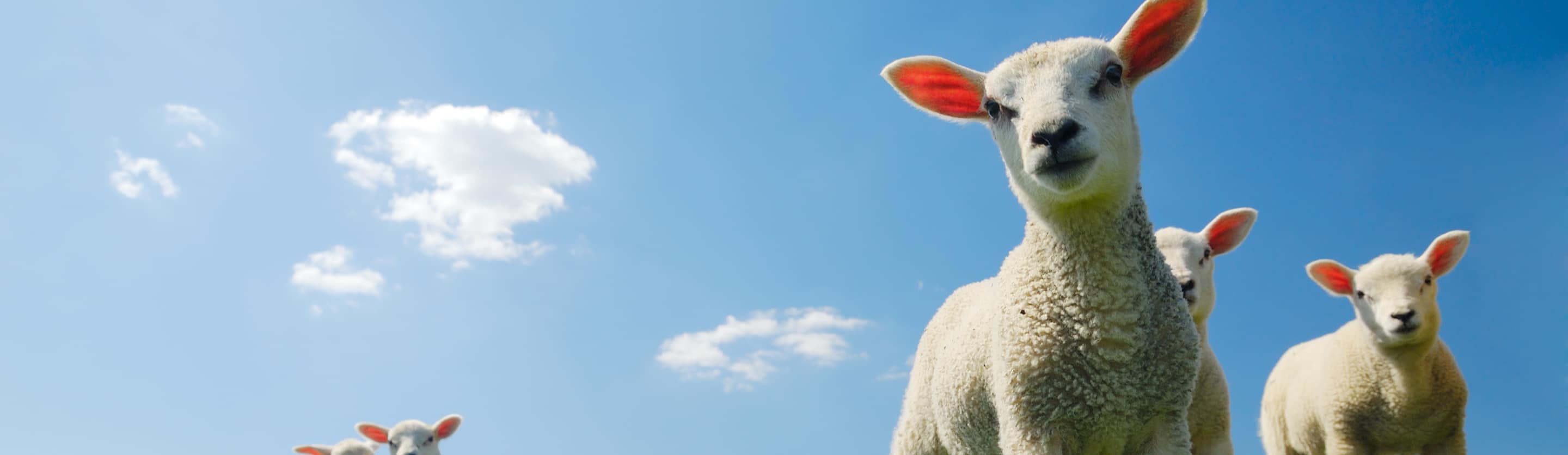 Sheep - HJ Lea Oakes