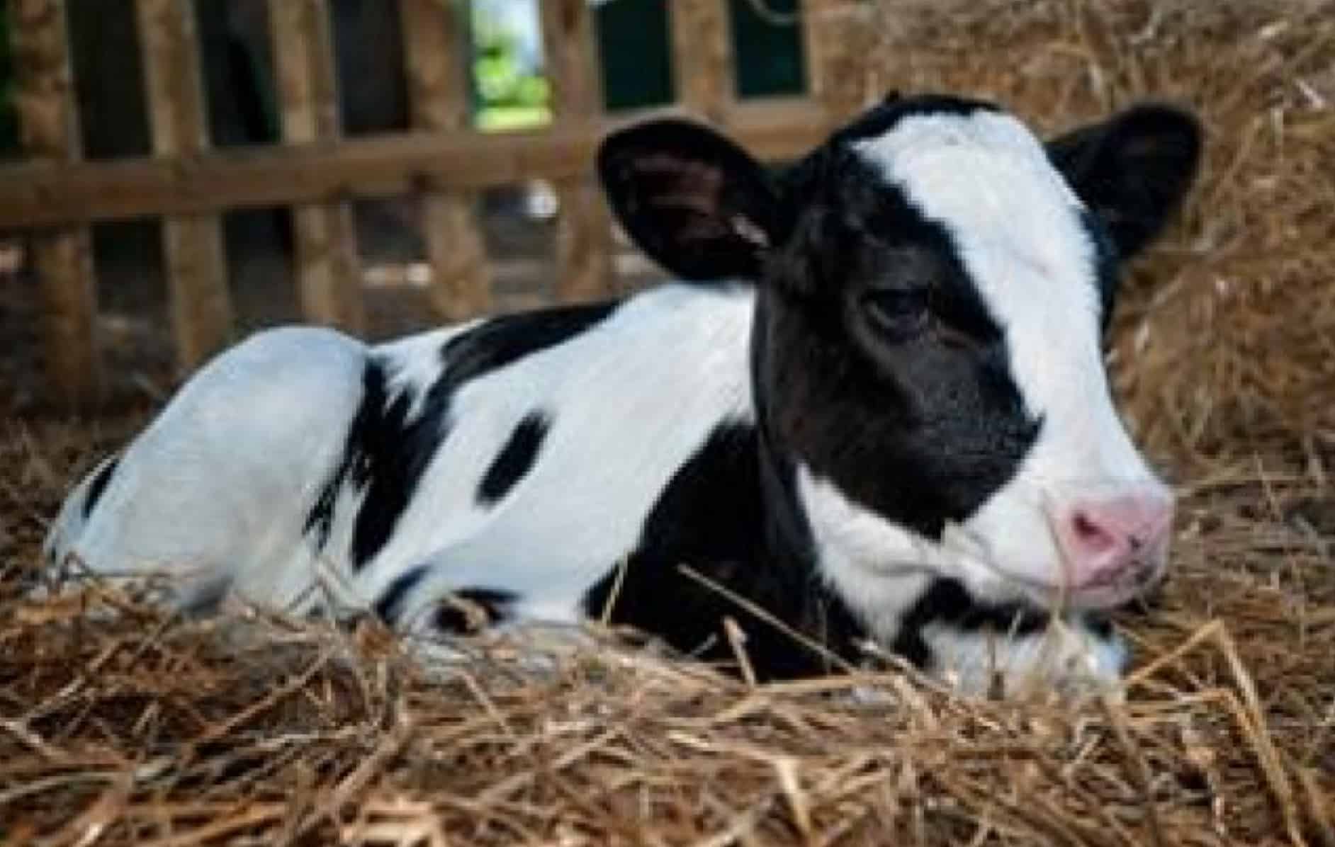 NUSTART IN OUR CALF STARTER COARSE MIXES - HJ Lea Oakes