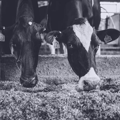 HJ Lea Oakes - Independent Animal Feed Manufacturers Since 1675