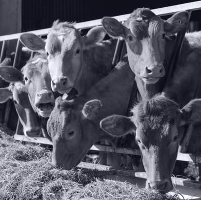 HJ Lea Oakes - Independent Animal Feed Manufacturers Since 1675