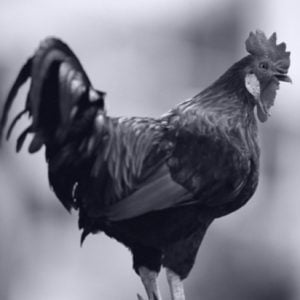 HJ Lea Oakes - Independent Animal Feed Manufacturers Since 1675