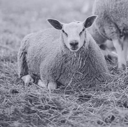 Sheep - HJ Lea Oakes