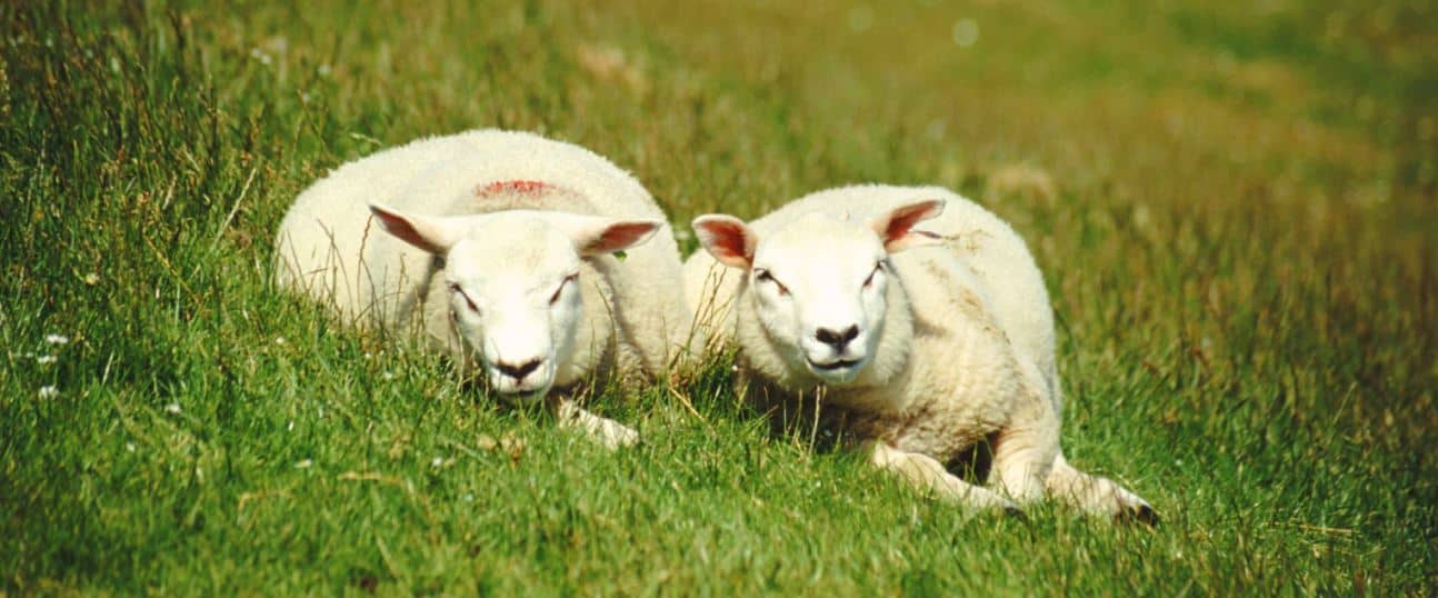 Lamb feeding - take advantage of the continuing strong trade - HJ Lea Oakes