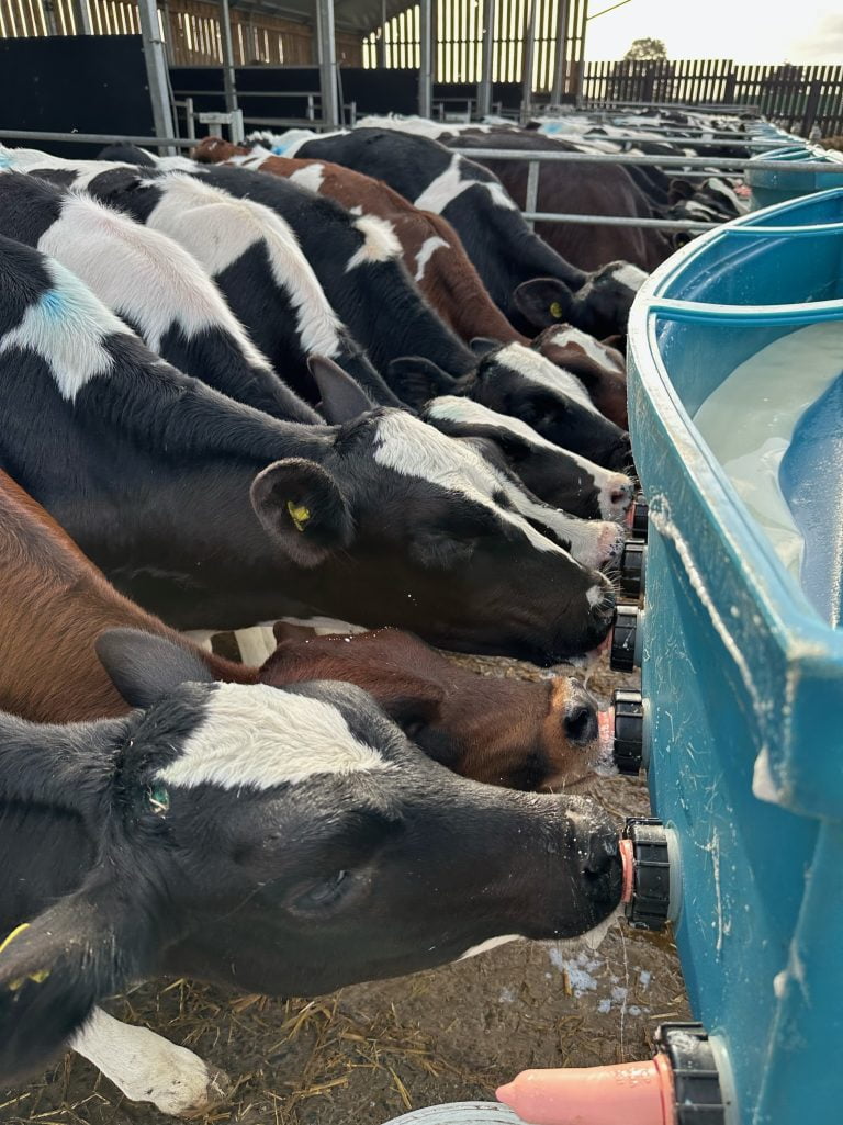 Calves thriving on Lealac Elevate Milk Powder - HJ Lea Oakes