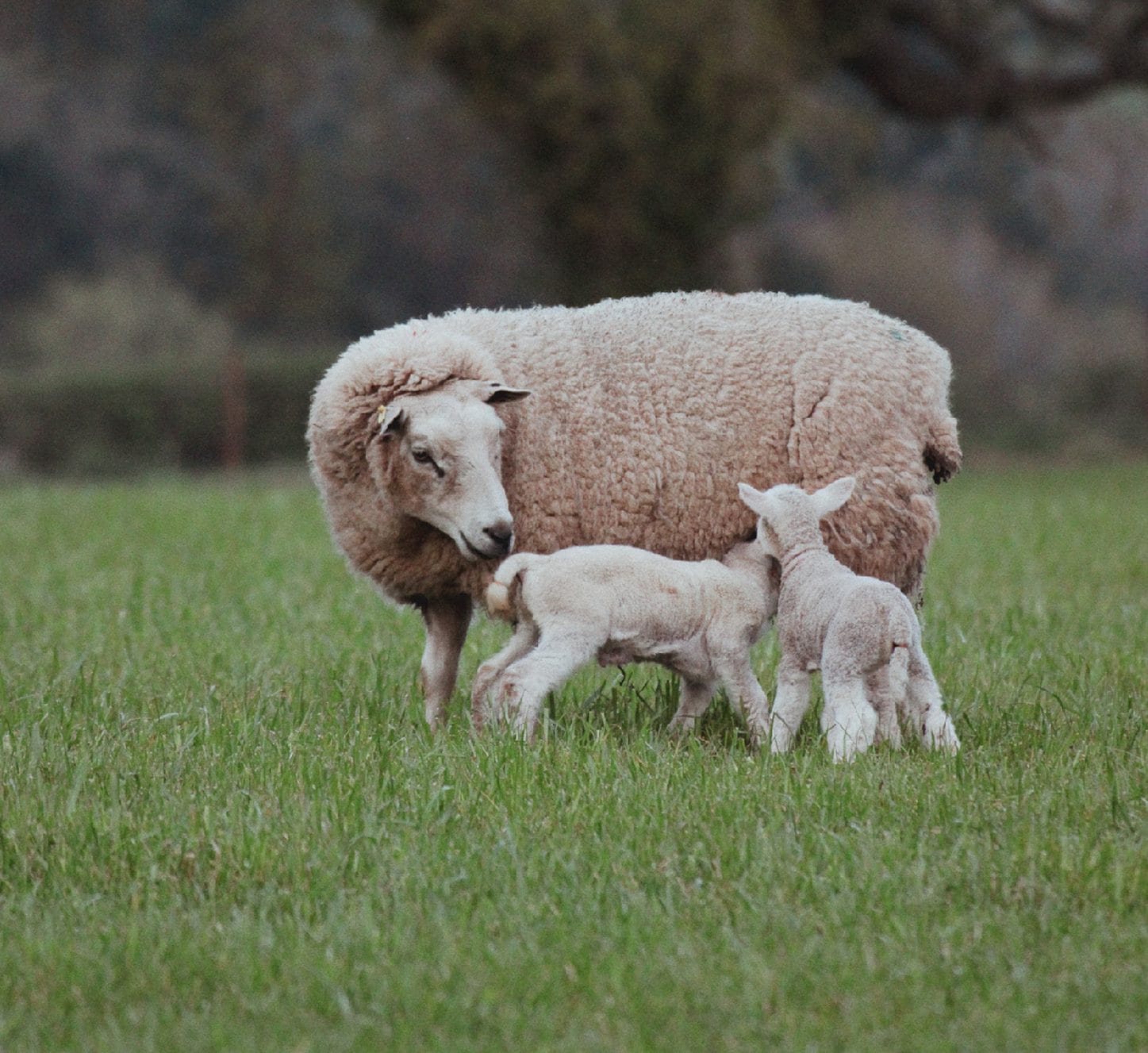 Optimising Lamb Growth - HJ Lea Oakes